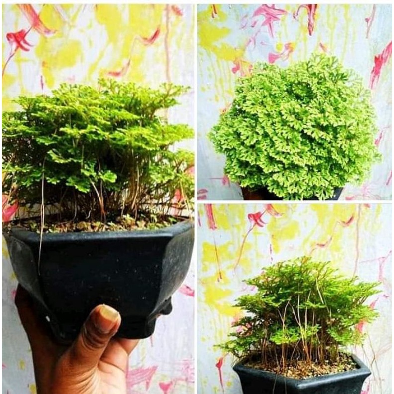 Jual Tanaman hias lumut Ambon / lumut Papua sudah rimbun | Shopee Indonesia