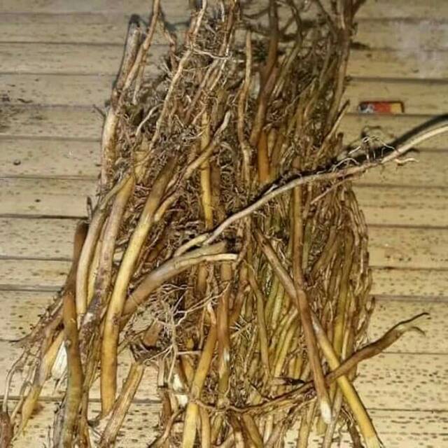 Jual akar bambu kuning per kg | Shopee Indonesia