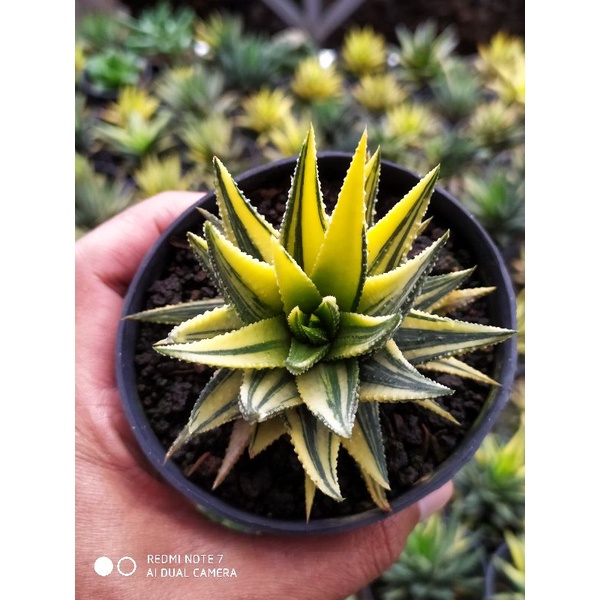Jual Haworthia Fumila zebra variegata | kaktus dan sukulen | Shopee ...