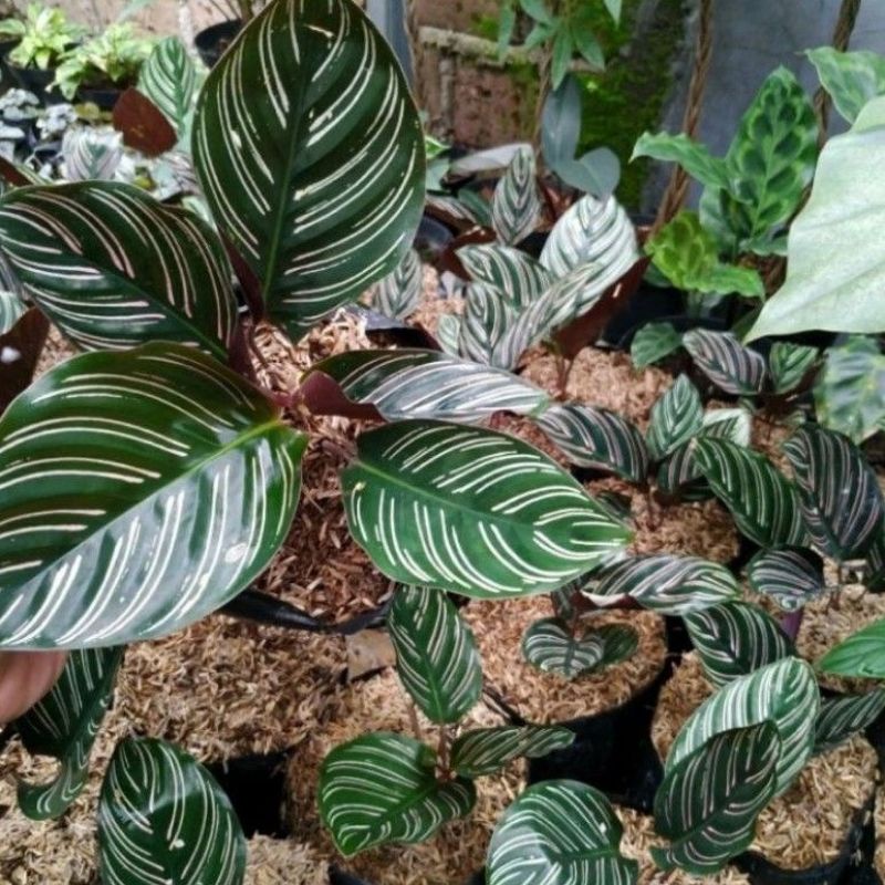 Jual ( BISA COD ) PROMO! Tanaman Jenis Calatea Dewasa Tanaman Hias ...