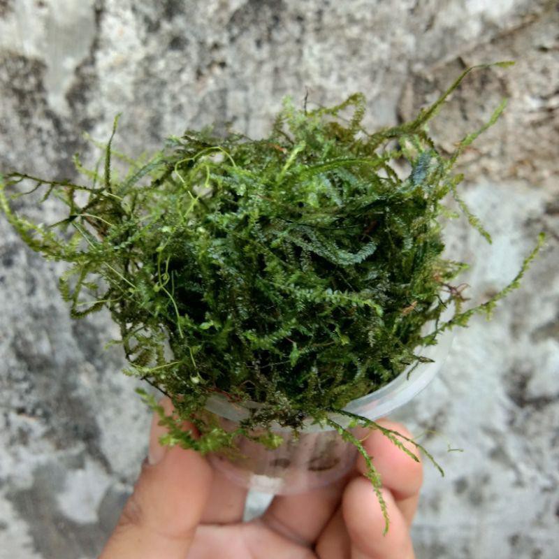 Jual Java Moss Bahan Percup Tanaman Aquascape Tanaman Dasar Aquarium Full Air | Shopee Indonesia