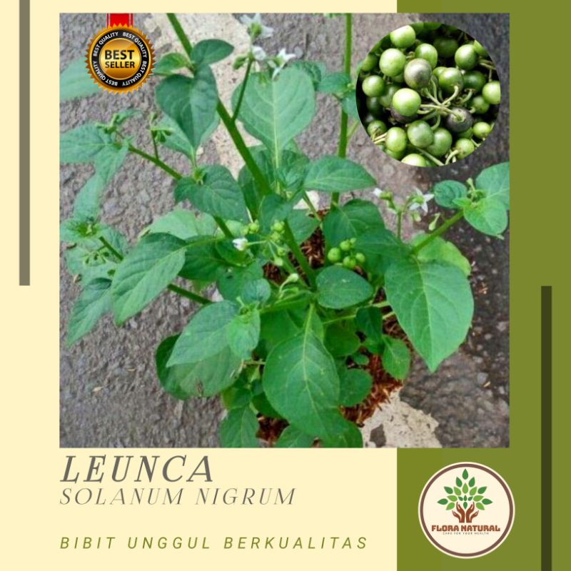 Jual Bibit tanaman leunca ranti pohon leunca ranti | Shopee Indonesia