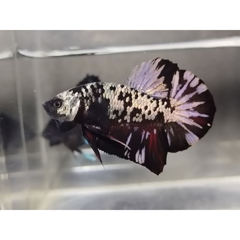 Jual stiker dinding cupang | Shopee Indonesia