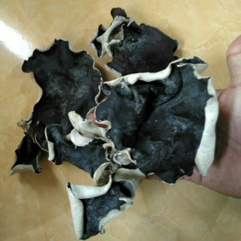 Jual JAMUR KUPING KERING MURAH ATAU JAMUR LEMBER SUPER JUMBO BESAR 1 KG ...