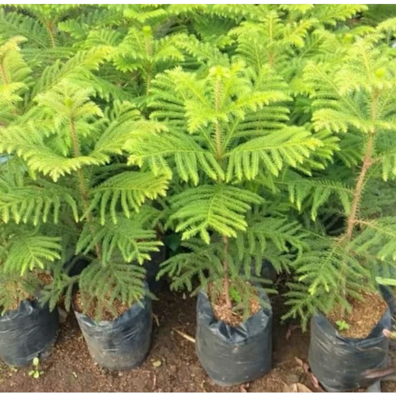 Jual POHON CEMARA NORFOLK | Shopee Indonesia