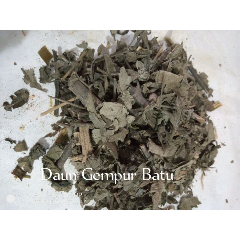 Jual Daun Gempur Batu Kering 250gram | Shopee Indonesia