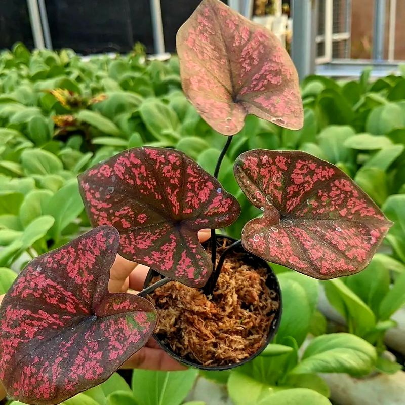 Jual Caladium Sevenluck / bunga keladi / tanaman hias keladi murah ...