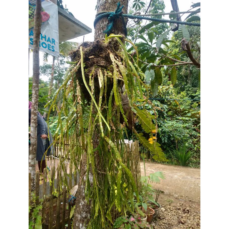 Jual KUMPAI SISIK-MURAH | Shopee Indonesia