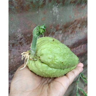 Jual bibit labu siam Harga Terbaik & Termurah Maret 2024 | Shopee Indonesia