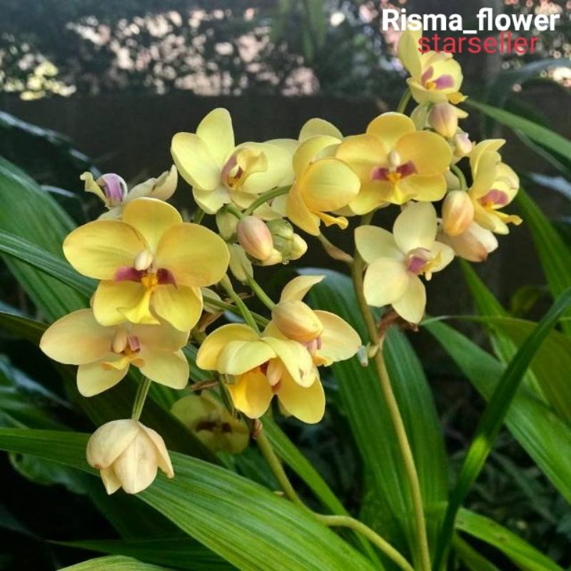 Jual POHON HIAS ANGGREK TANAH LEMON PICATTA / TANAMAN HIAS ANGGREK ...