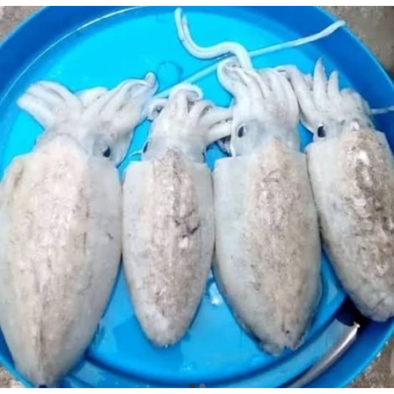 Jual CUMI SOTONG SEGAR / BABY CUMI / CUMI BASAH KECIL 500GRAM | Shopee ...