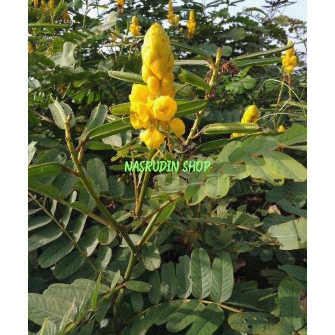 Jual DAUN KETEPENG SEGAR 1KG LANGSUNG PETIK / SENNA ALATA / DAUN ...