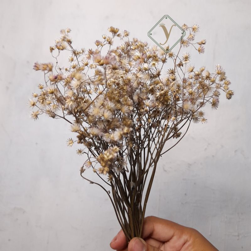 Jual [1 Ikat] Baby Breath Lokal/Trinil/Dry Flower Aesthetic/bunga ...