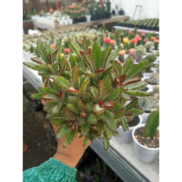 Jual sukulen panda plant rimbun sdah berbatang | Shopee Indonesia