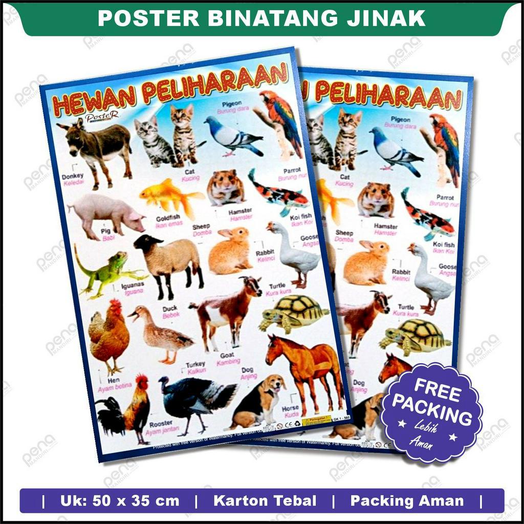 Jual Poster Binatang Jinak Poster Anak Mengenal Binatang Jinak / Hewan ...