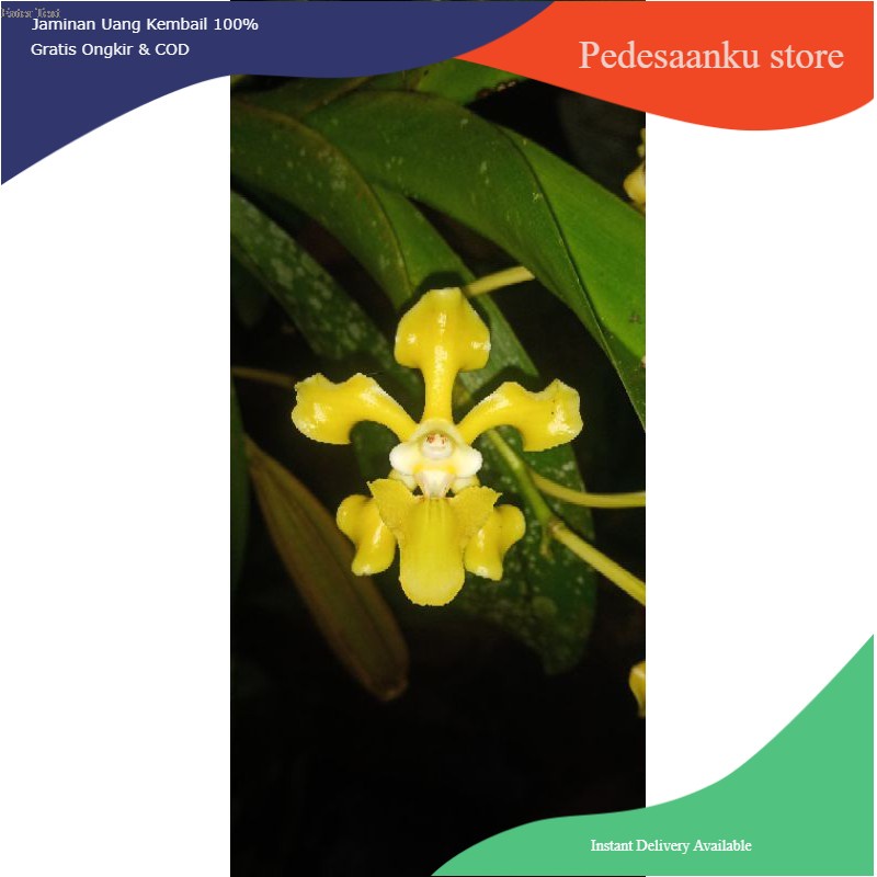 Jual Anggrek Vanda helvola flava spesies | Shopee Indonesia