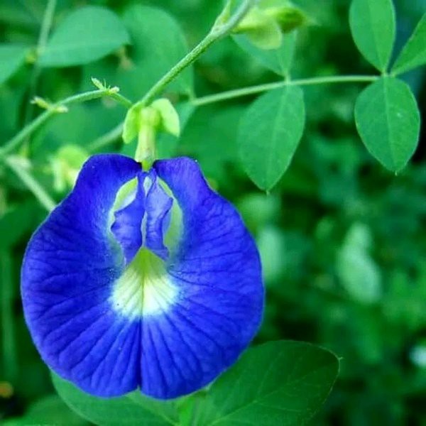 Jual Tanaman Hias Rambat Bunga Telang - Pohon Teleng Bunga biru rambat ...
