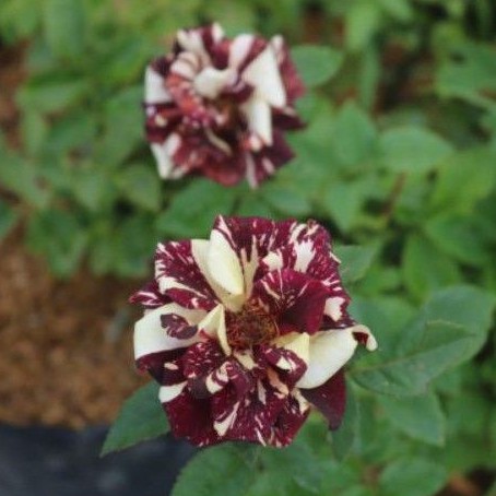 Jual mawar batik tanaman hidup | Shopee Indonesia