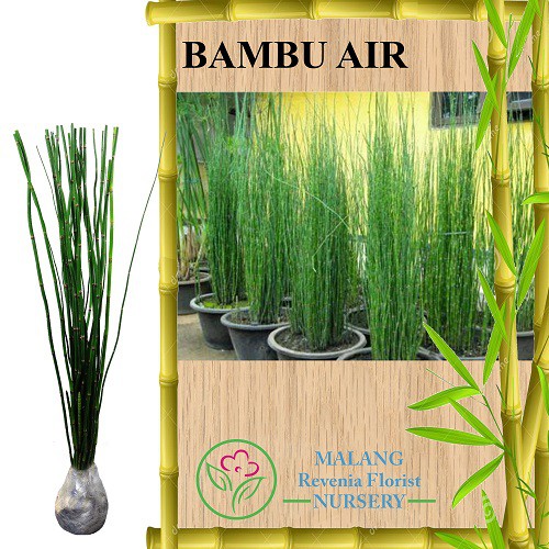 Jual Tanaman Bambu Air Hijau (Tinggi 60-80 cm) | Shopee Indonesia