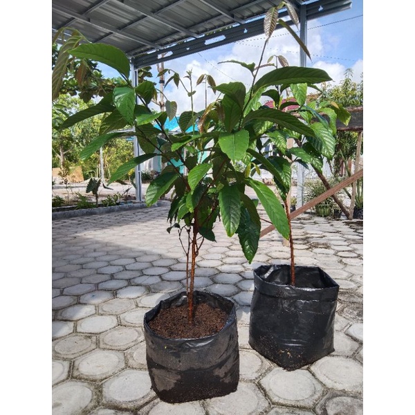 Jual Bibit Kayu Ulin Asli dari Kalimantan Tengah | Shopee Indonesia