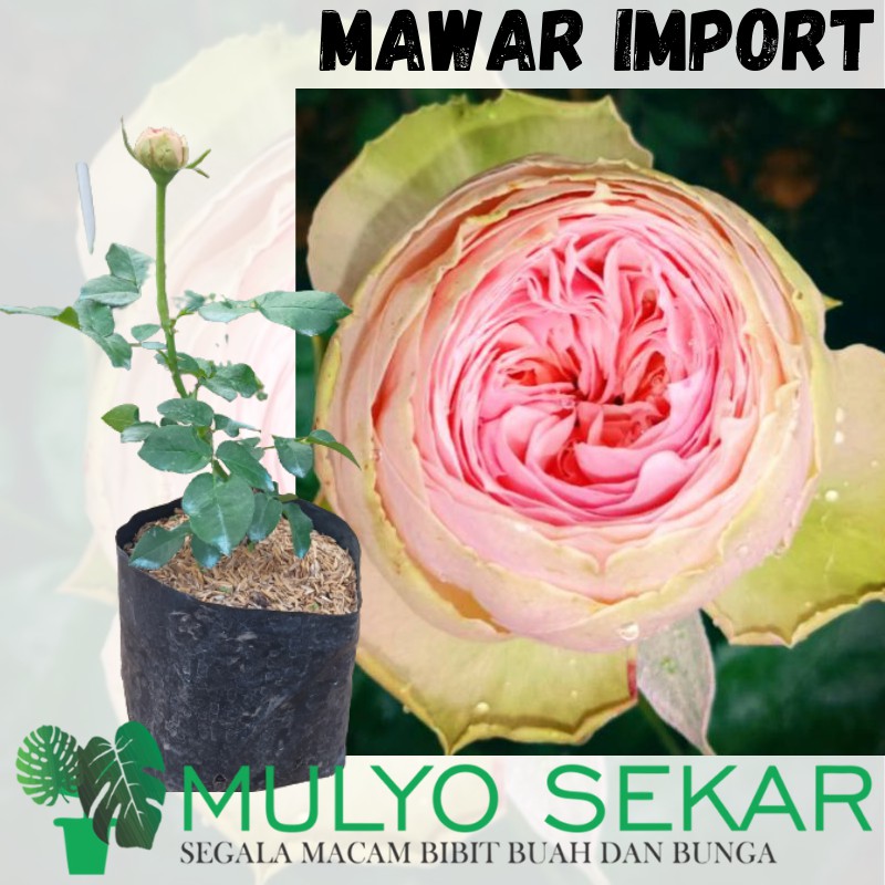 Jual Tanaman Hias Mawar Hidup Import charming piano - Bunga besar Pohon ...
