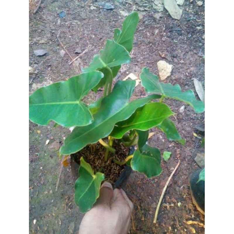 Jual Tanaman hias Philo burle mark - tanaman hias Indoor dan outdoor ...