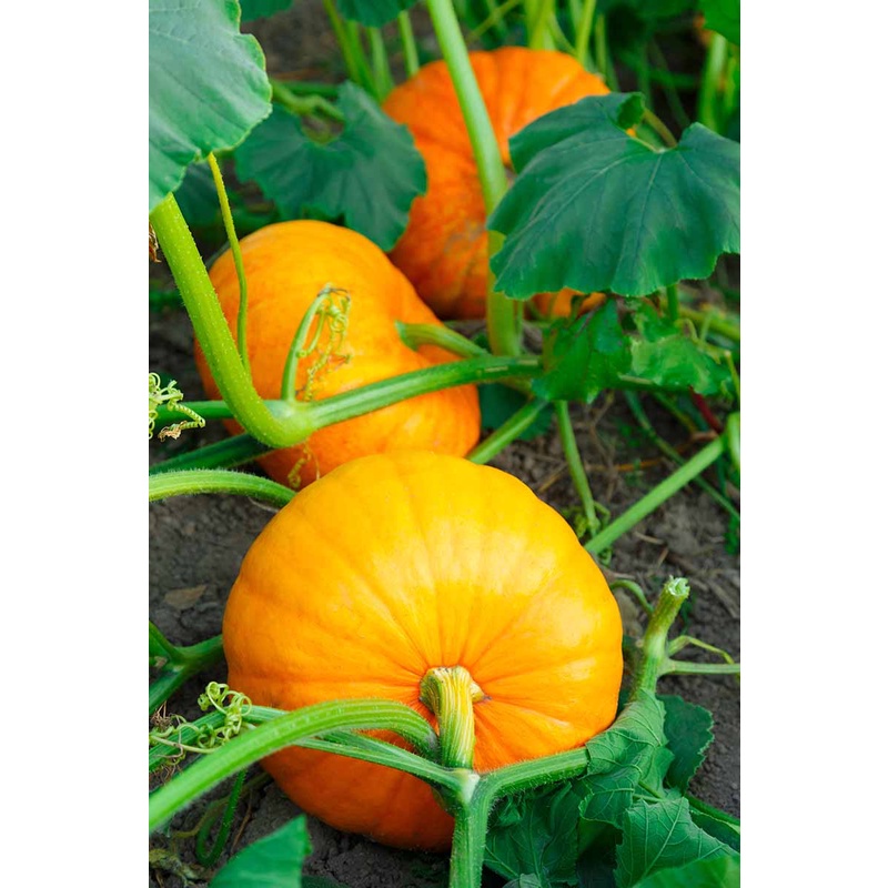 Jual Victory Seed Bibit Benih Labu Kuning (Isi 10 Biji) | Shopee Indonesia