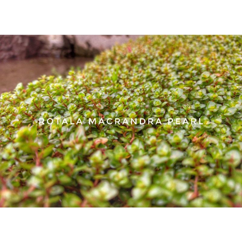 Jual Rotala Macandra / Macrandra Pearl (10 batang) - Tanaman Stem ...