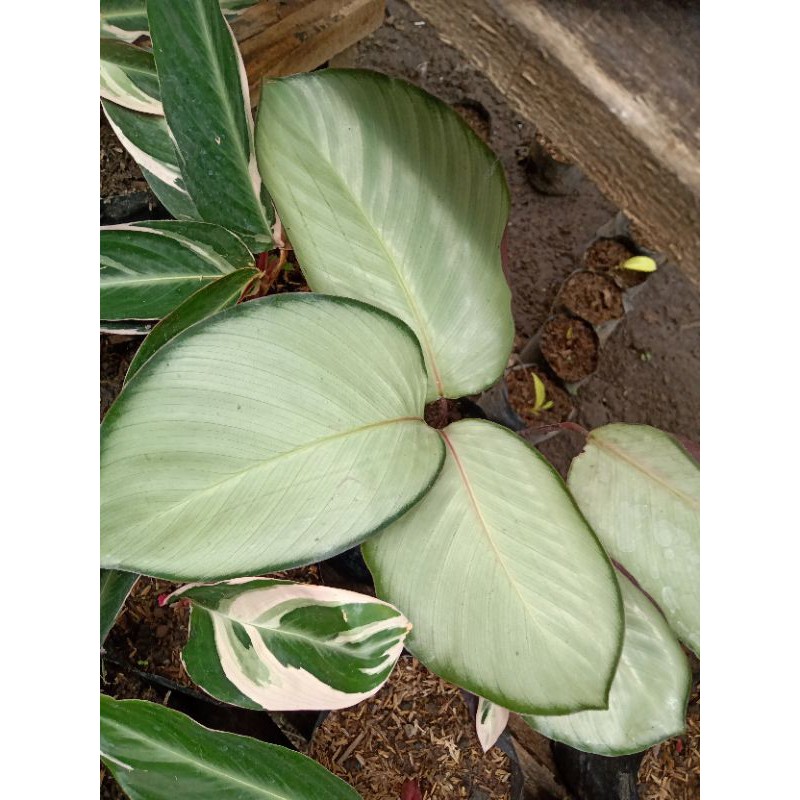 Jual Calathea Silver Dewasa | Shopee Indonesia