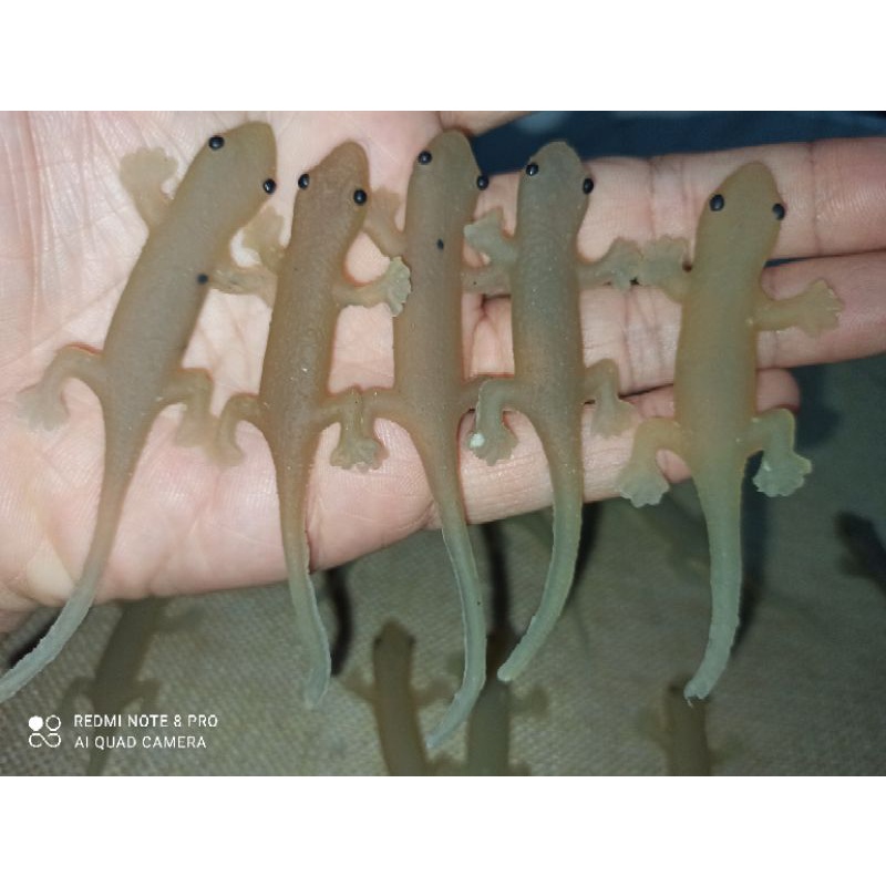 Jual mainan cicak karet reject eceran | Shopee Indonesia