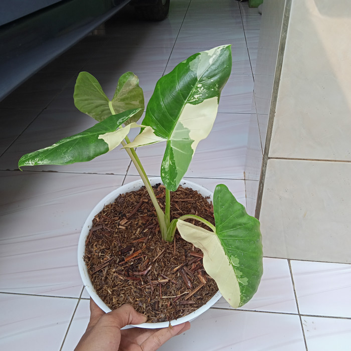 Jual Tanaman Hias Sente Varigata-Sente Varigata indoor | Shopee Indonesia