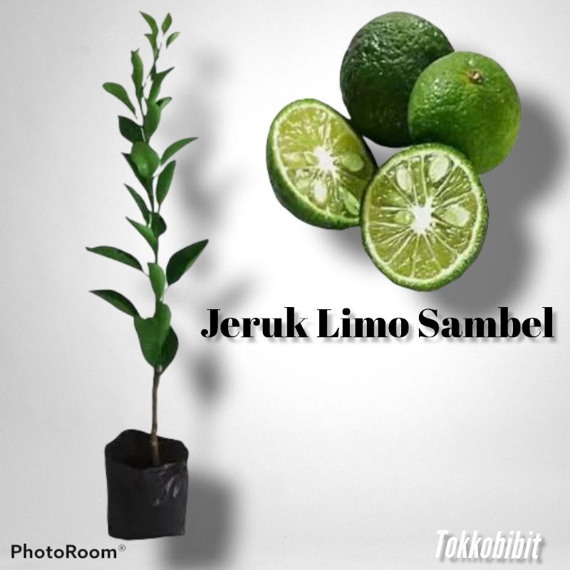 Jual POHON JERUK LIMO / LIMAU JERUK SAMBAL | Shopee Indonesia