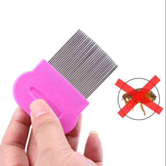 Jual SISIR KUTU BESI RAPAT/SISIR SERIT KETOMBE ( 1 kg = 38 pcs ...