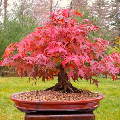 Jual Bibit Benih Biji Maple Jepang Merah Japanese Red Maple Inazuma isi ...
