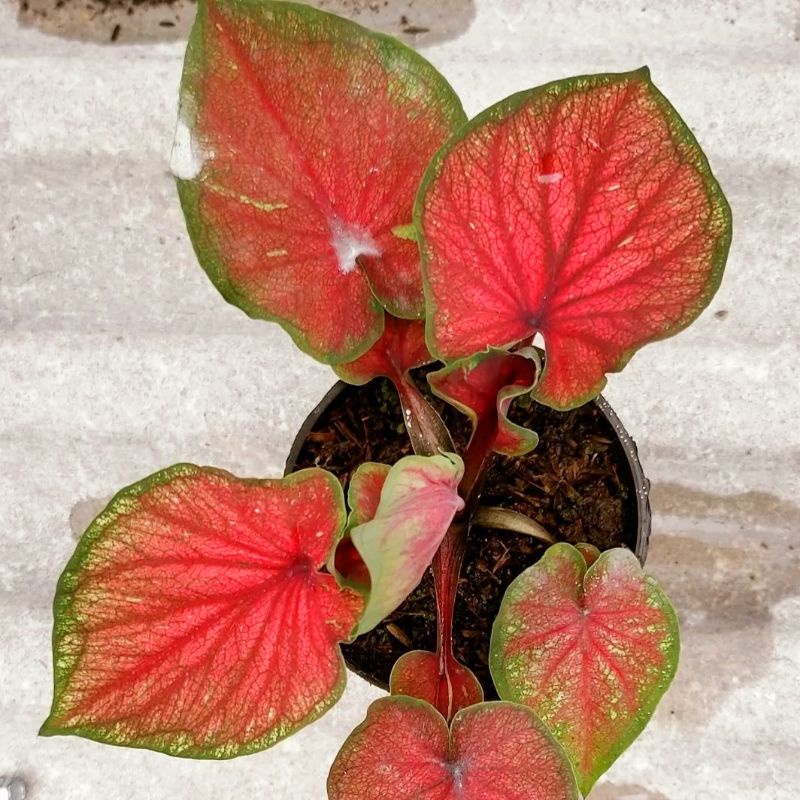 Jual Caladium Red Jaguar / bunga keladi / tanaman hias keladi murah ...