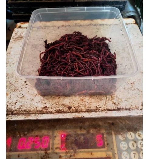 Jual Cacing Tanah ANC/pakan ikan Predator/Umpan pancing | Shopee Indonesia