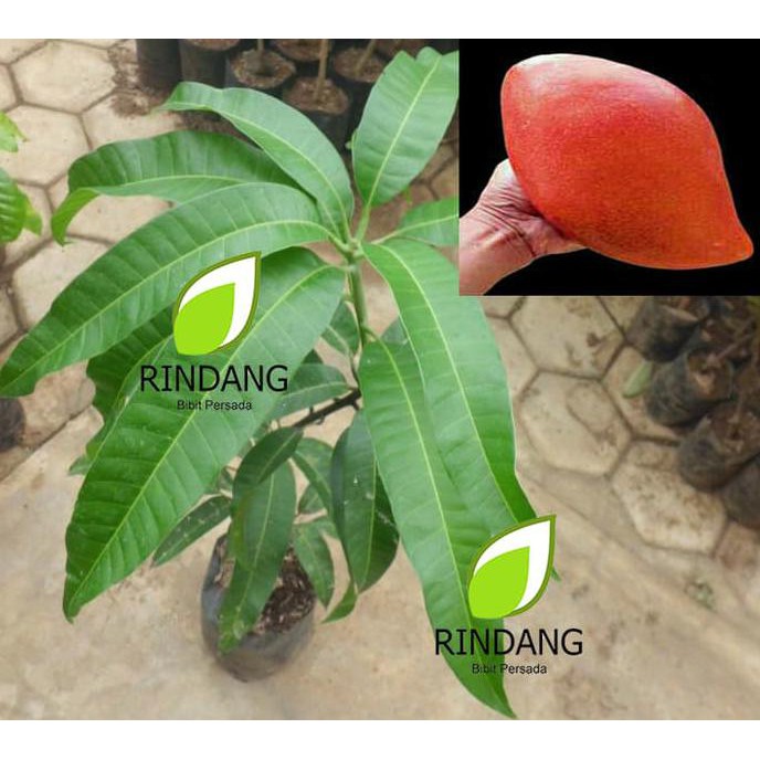 Jual Dic@Ri Bibit Tanaman Mangga Red Emperor I Mangga Red Emperor I ...
