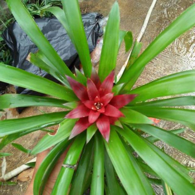 Jual Tanaman hias bromelia guzmania bunga merah /bromelia hias | Shopee ...