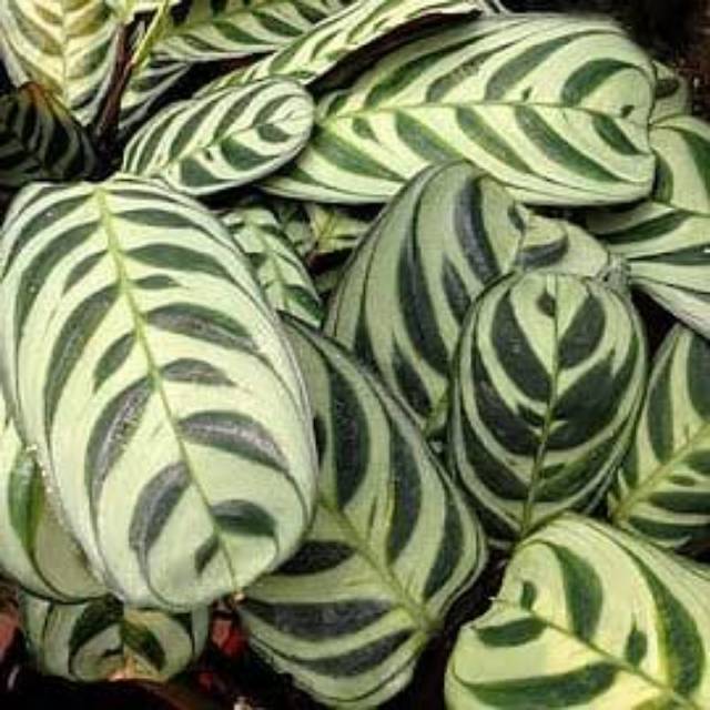 Jual Tanaman Calatea Ekor Merak / Maranta Sepat / Calathea Burle marx ...