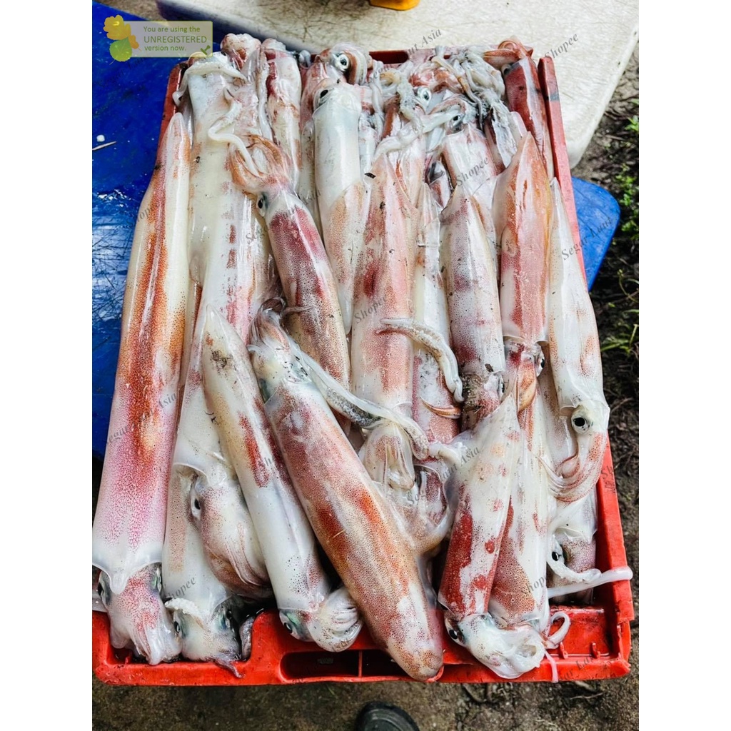 Jual Cumi Bangka Segar Cumi Besar Cumi Jumbo Hasil Laut Segar | Shopee ...