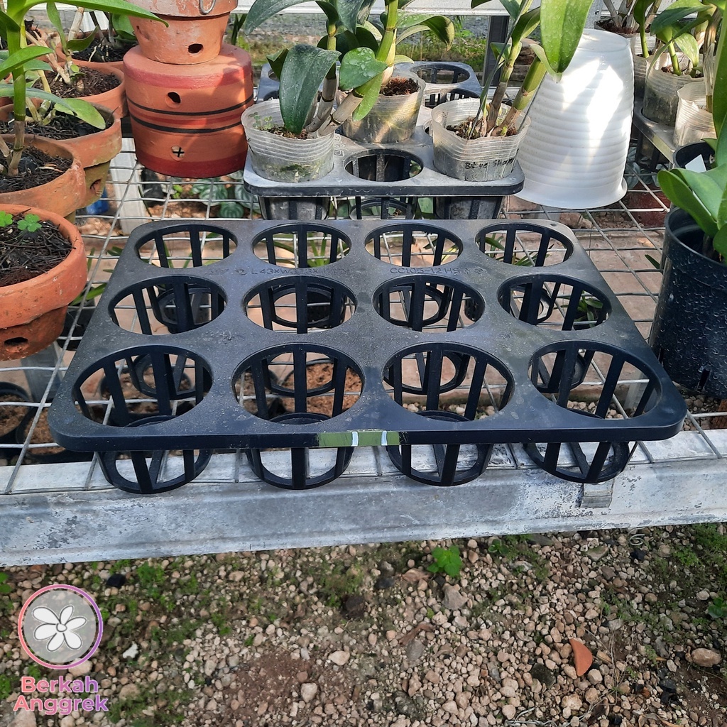 Jual Pot Tray Semai Benih Bibit Anggrek 12 Lubang | Shopee Indonesia