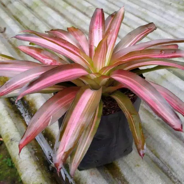 Jual pohon bromel tricolor pohon / bromelia | Shopee Indonesia