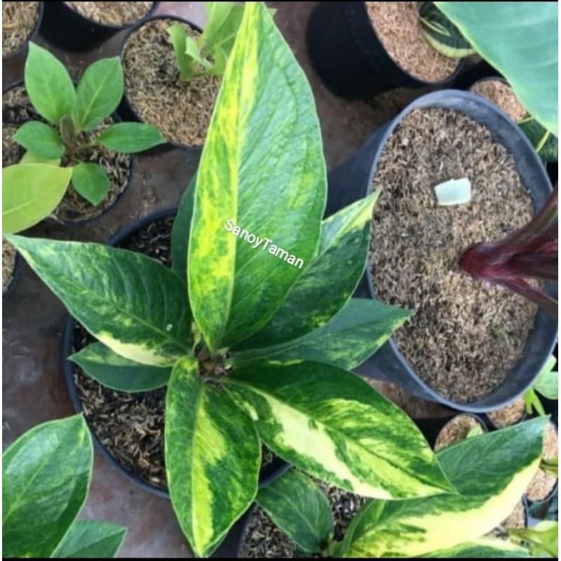 Jual Tanaman hias Anturium Varigata - Anthurium Variegata tanaman hias ...