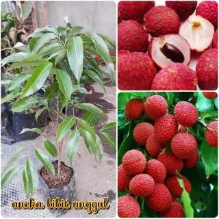 Jual Pohon Leci Terlengkap & Harga Terbaru Juli 2024 | Shopee Indonesia