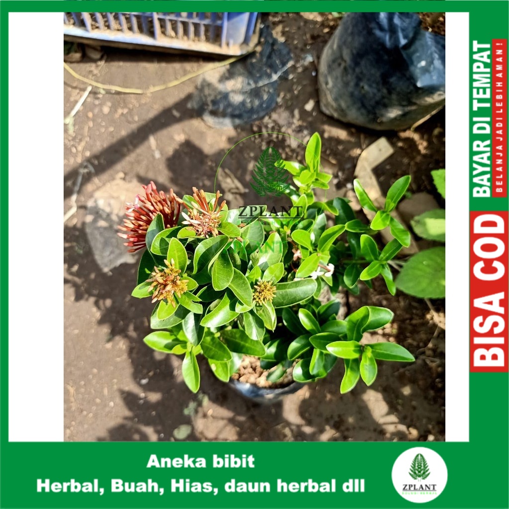 Jual Tanaman Hias Bunga Asoka Soka Pink Saraca Indica Pohon Bunga Asoka ...