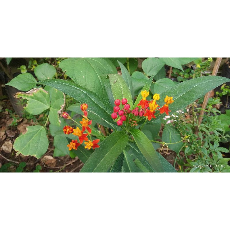 Jual Tanaman Hias Bunga Kapas Cinde - Kumbang Mas - Asclepias ...