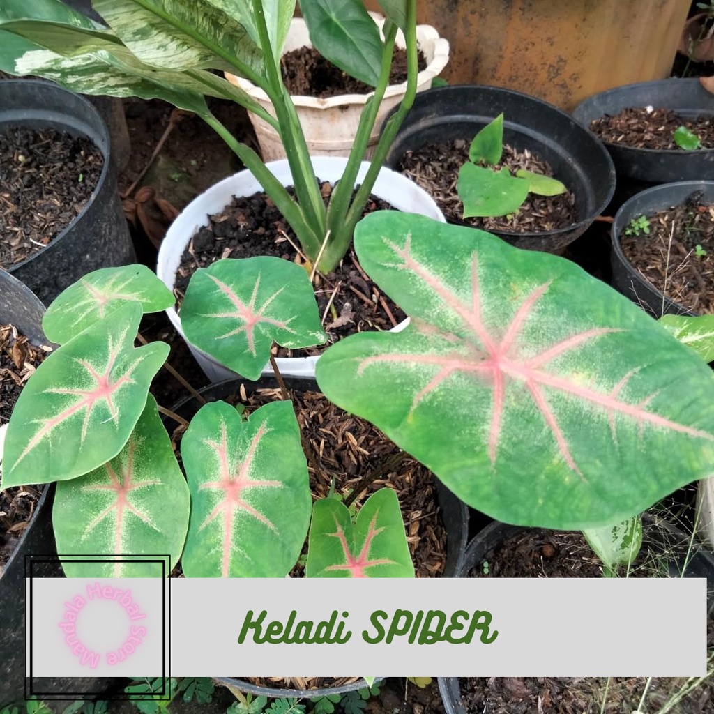 Jual Keladi SPIDER laba laba tanaman hias hidup Caladium Spider Red ...