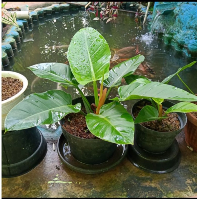 Jual Tanaman Hias Philodendron Green Emerald,tanaman hias philo ...