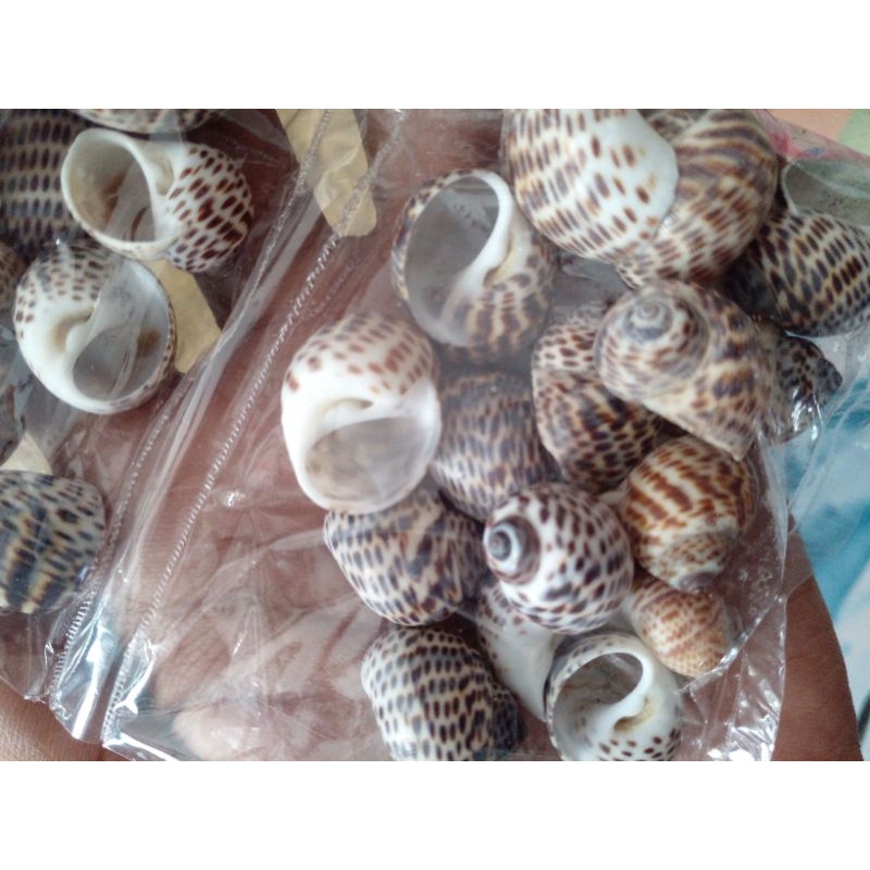 Jual cangkang kerang/keong/kelomang lorek batik ukuran S dan M | Shopee ...