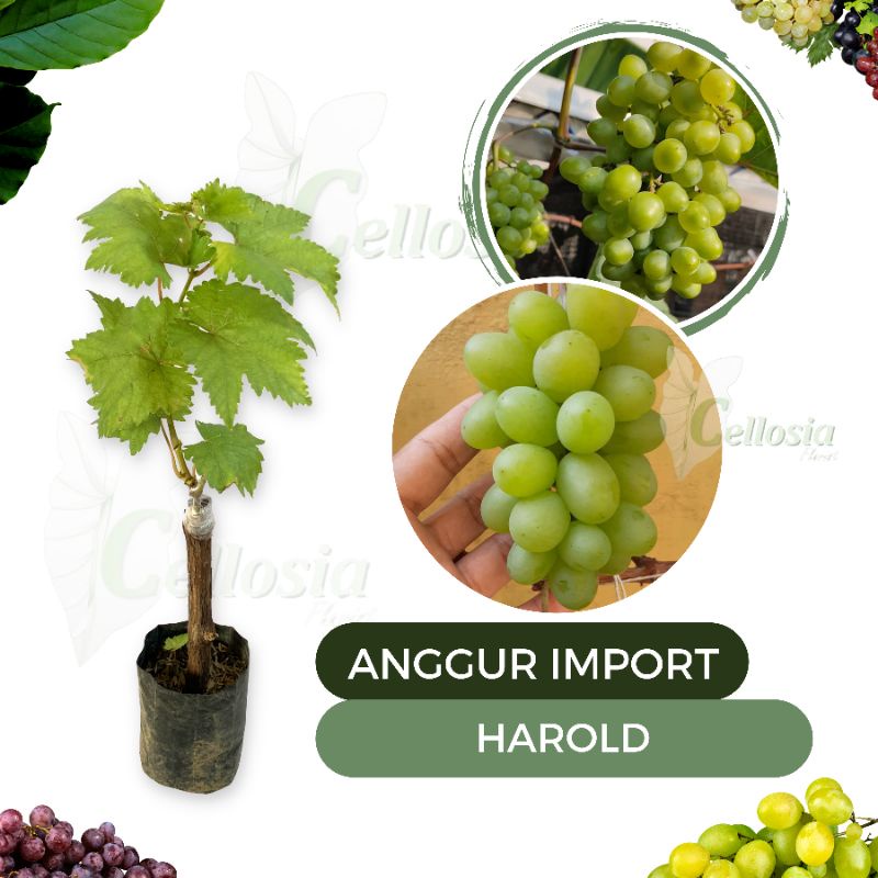 Jual Bibit Tanaman Anggur Import Grafting Bermacam-macam Jenis | Shopee ...